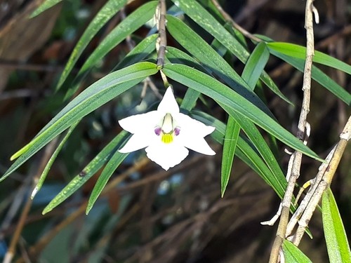Christmas orchid (Dendrobium cunninghamii) Flower, Leaf, Care, Uses ...