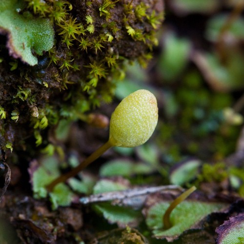 Asterella palmeri - PictureThis