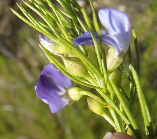 Psoralea laevigata Care (Watering, Fertilize, Pruning, Propagation ...