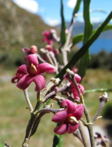 Parsonsia capsularis var. rosea - PictureThis