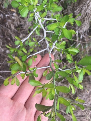 Brazilian Bluewood (Condalia hookeri) Flower, Leaf, Care, Uses ...