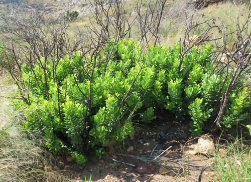 Heeria Flower, Leaf, Care, Uses - PictureThis