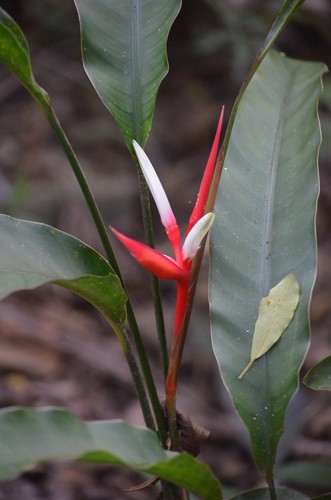 Heliconia angusta - PictureThis