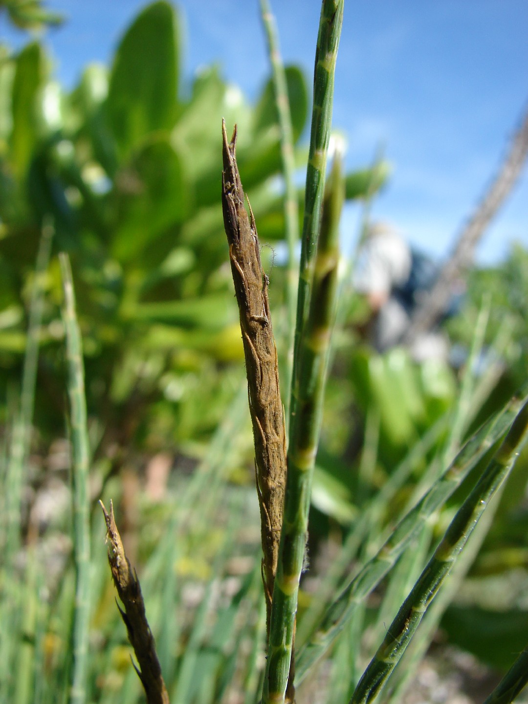 Lepturus repens - PictureThis
