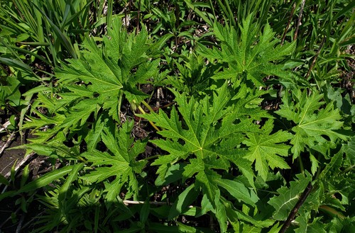 How to Plant and Grow Glademallow(Napaea dioica)