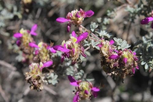 Dalea greggii - PictureThis