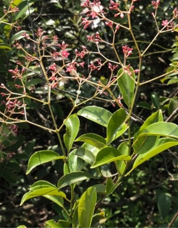 Urceola Care (Watering, Fertilize, Pruning, Propagation) - PictureThis