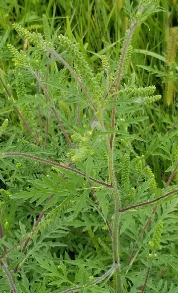 Altamisa (Ambrosia artemisiifolia) - PictureThis