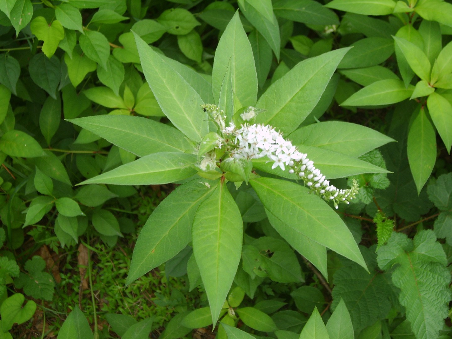 Gooseneck Loosestrife Invasive