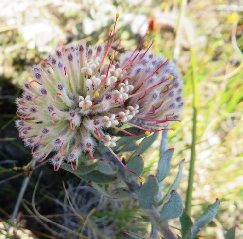 Leucospermum calligerum - PictureThis