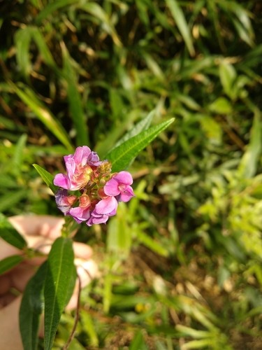 Helicteres angustifolia - PictureThis