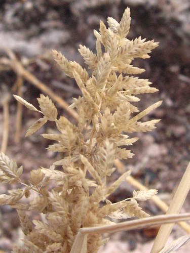 Candy Grass (Eragrostis cilianensis) Flower, Leaf, Care, Uses - PictureThis