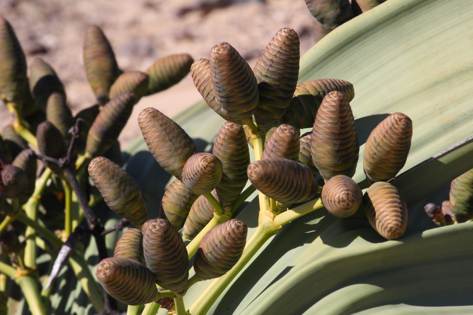 웰위치아 (Welwitschia mirabilis) - PictureThis
