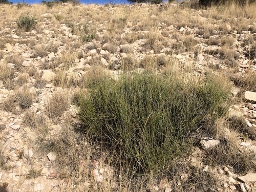 Ephedra aspera - PictureThis