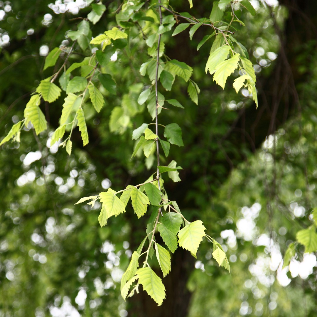 River birch Care (Watering, Fertilize, Pruning, Propagation) - PictureThis