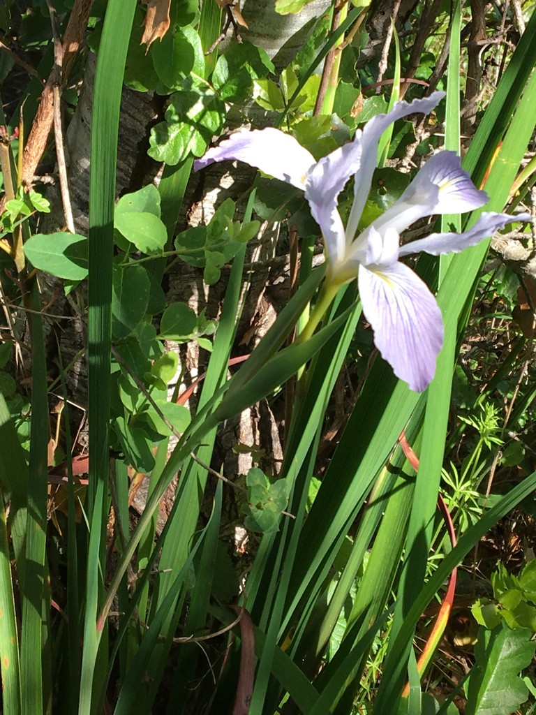 Iris longipetala - PictureThis