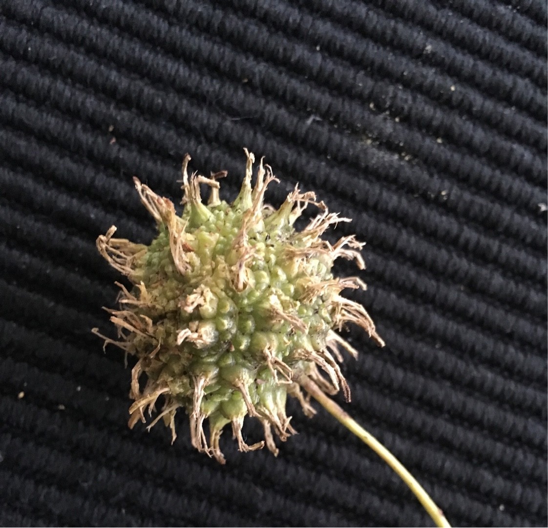 Tubular water-dropwort (Oenanthe fistulosa) Flower, Leaf, Care, Uses ...