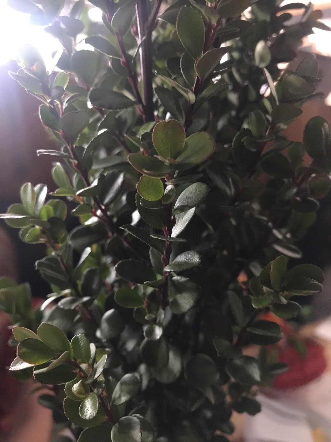 Boj africano (Myrsine africana) - PictureThis