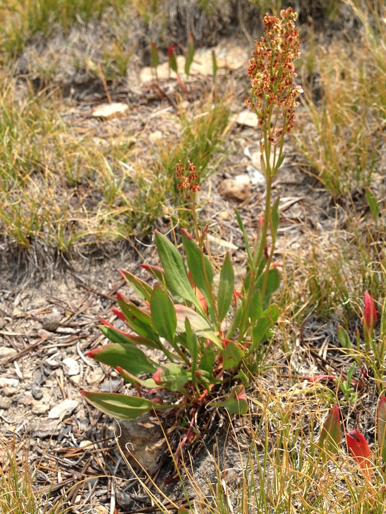 Docks (Rumex) Flower, Leaf, Care, Uses - PictureThis