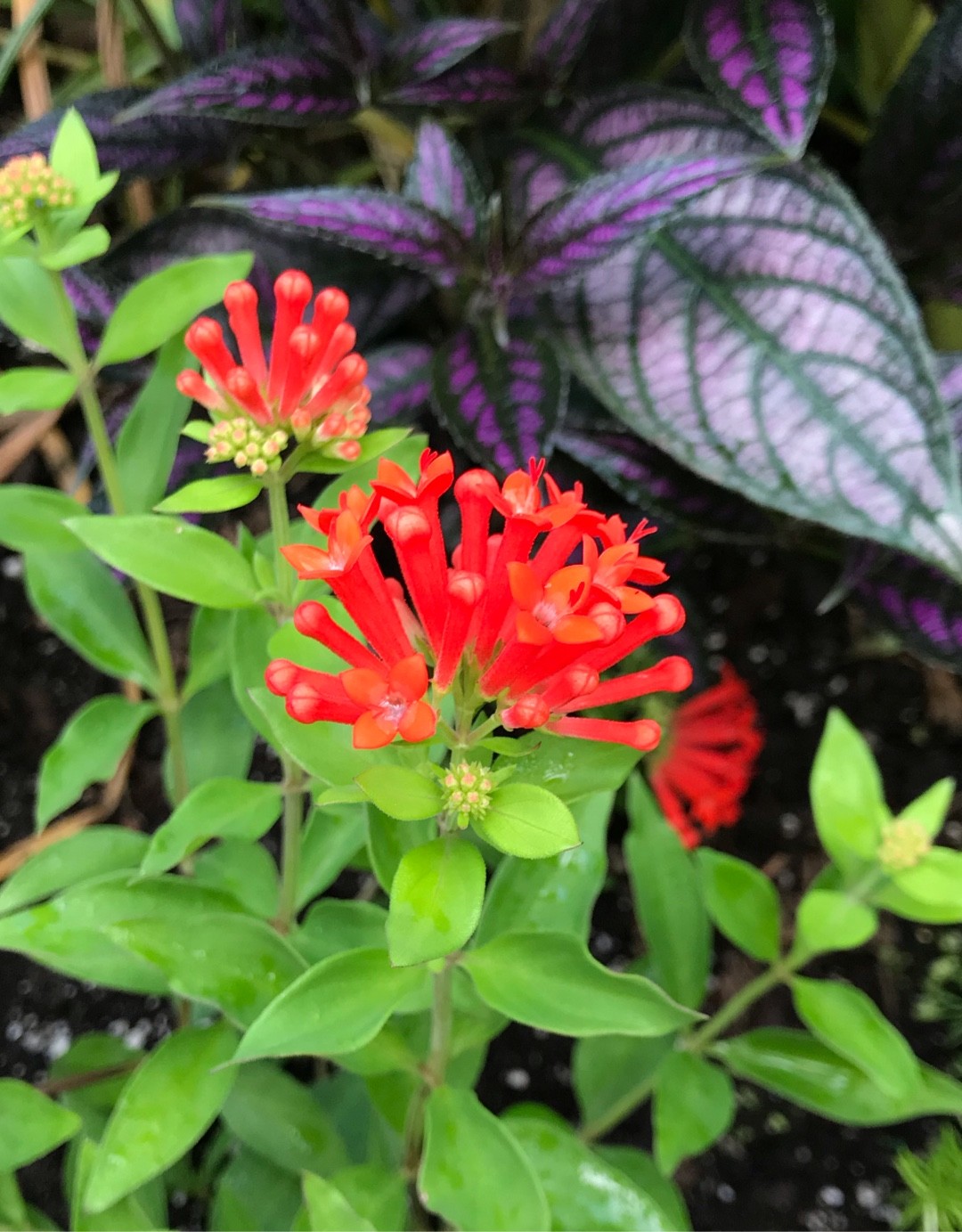 Clavillo (Bouvardia ternifolia) - PictureThis