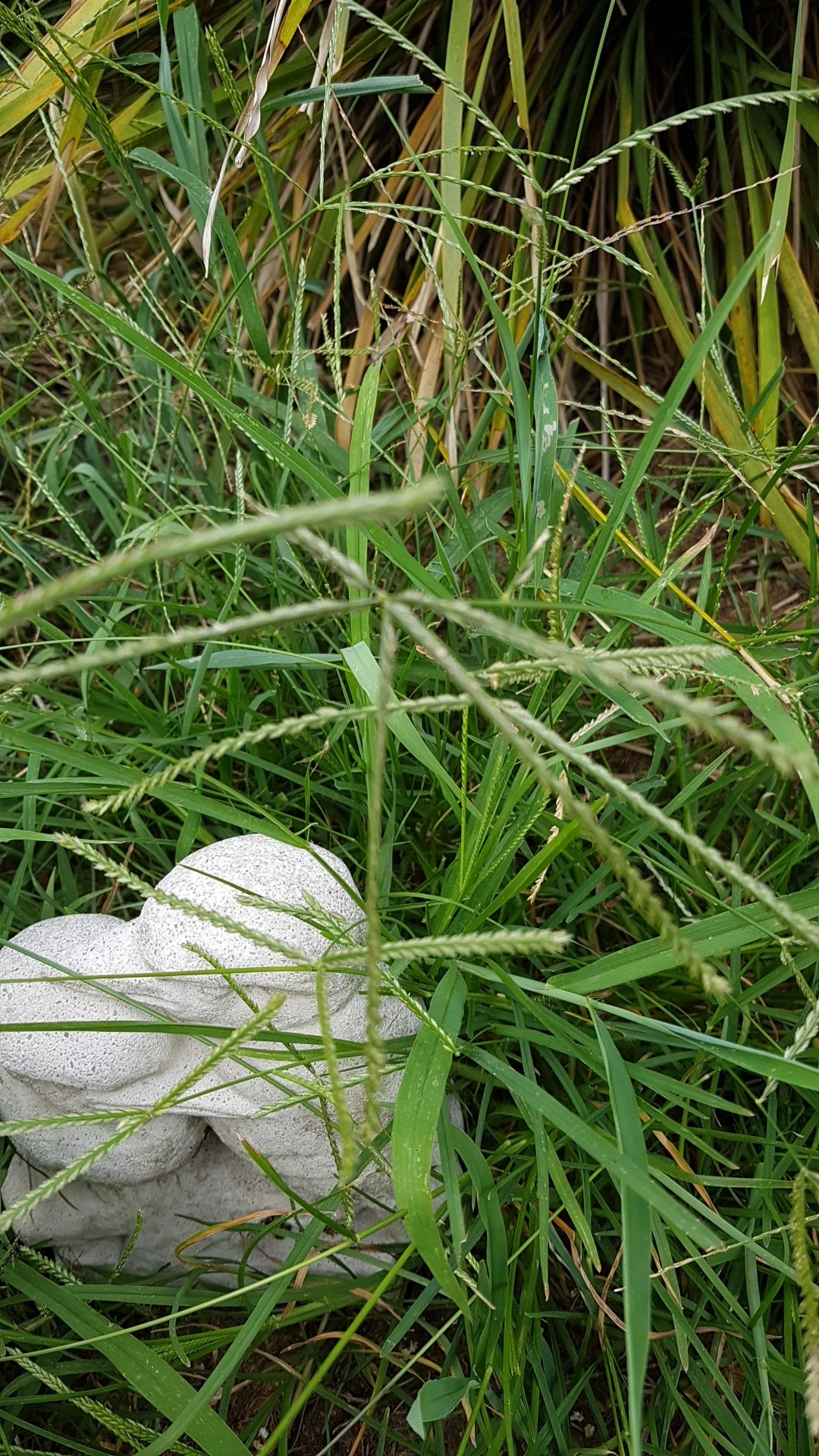 Goosegrass (Eleusine indica) Flower, Leaf, Care, Uses - PictureThis