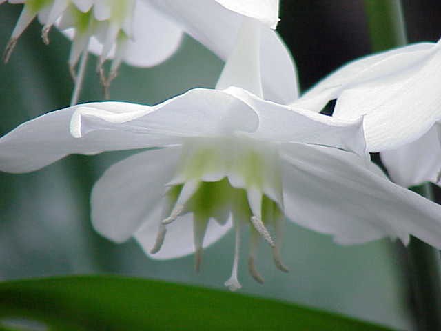 Lirio del amazonas (Eucharis amazonica) - PictureThis