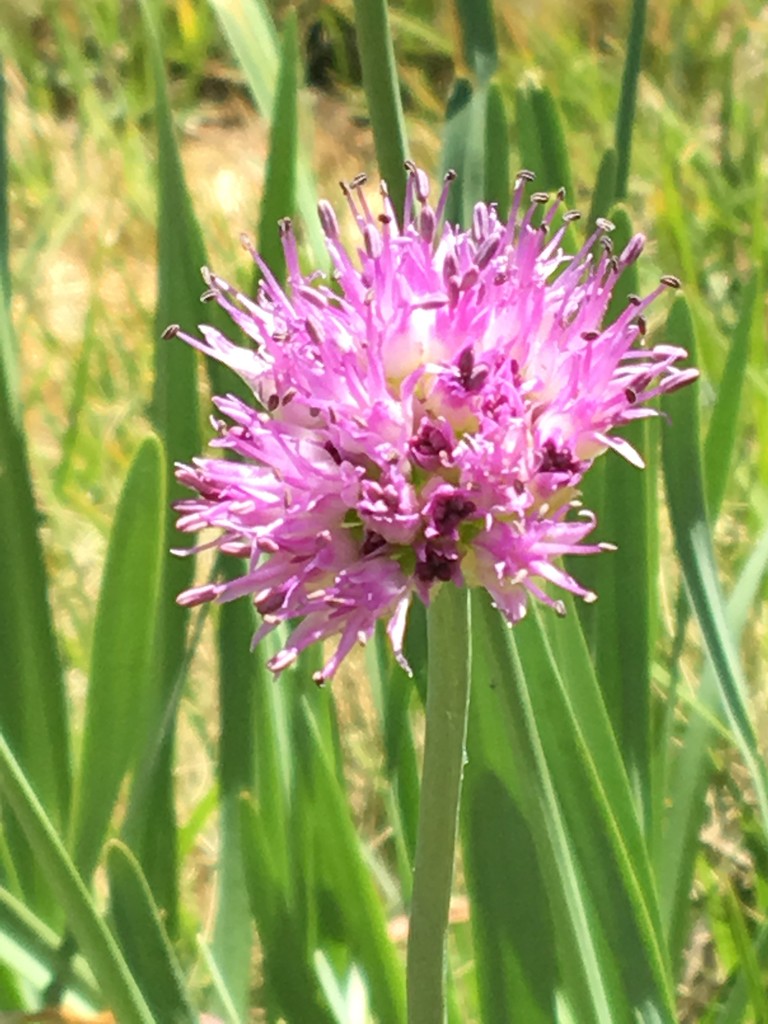 Allium validum - PictureThis
