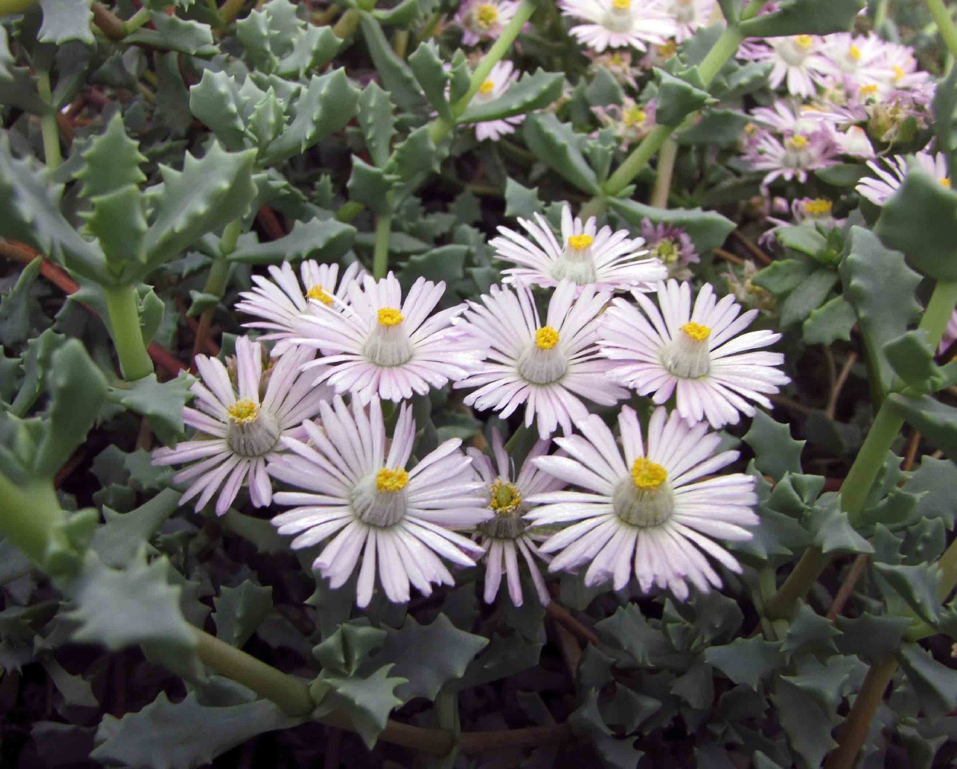 Oscularia (Lampranthus deltoides) - PictureThis