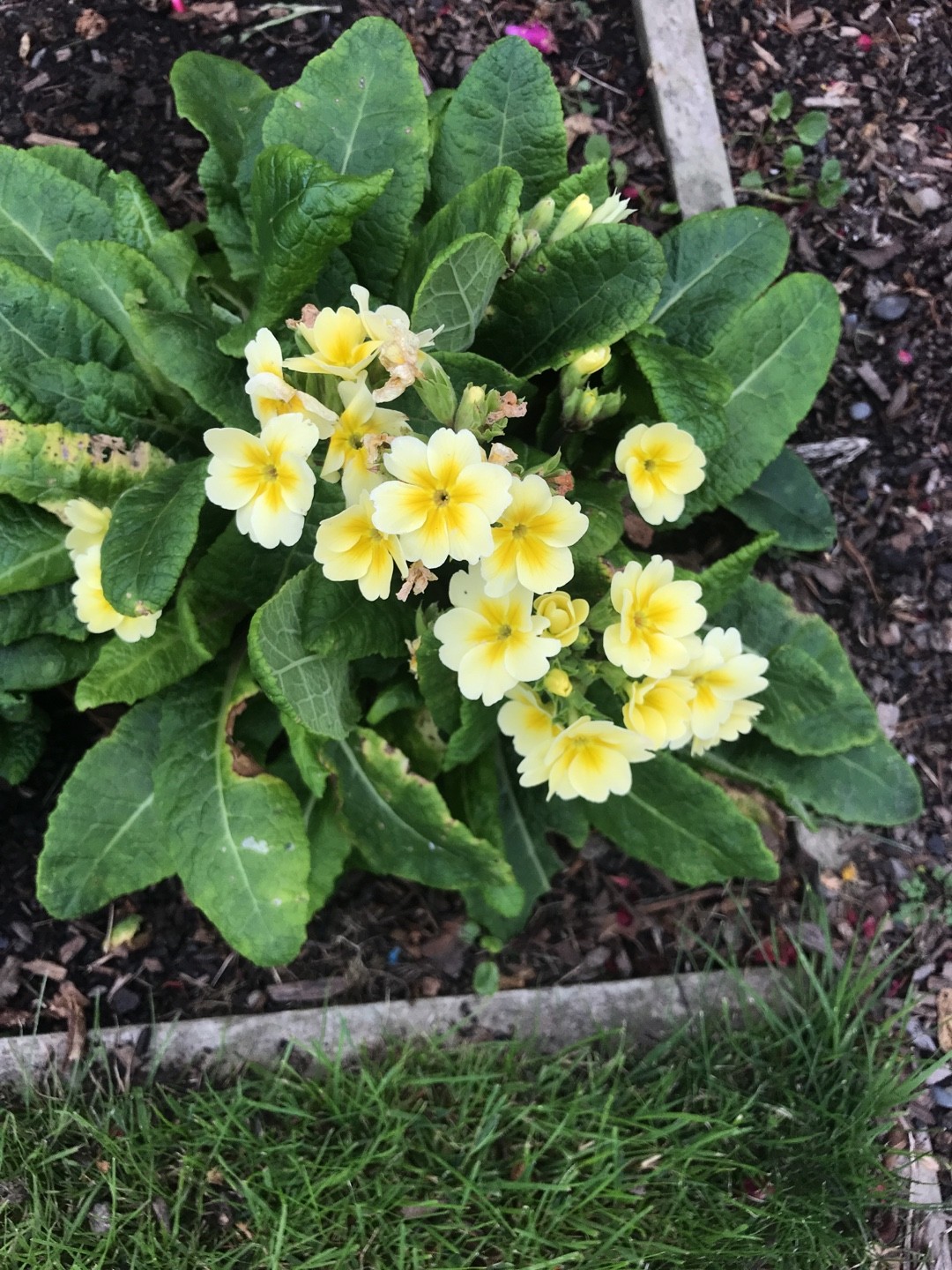 Первоцвет высокий (Primula elatior) - PictureThis