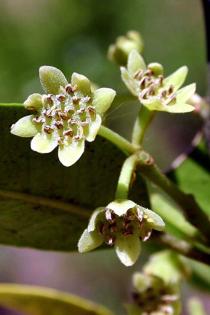Hedycarya arborea - PictureThis