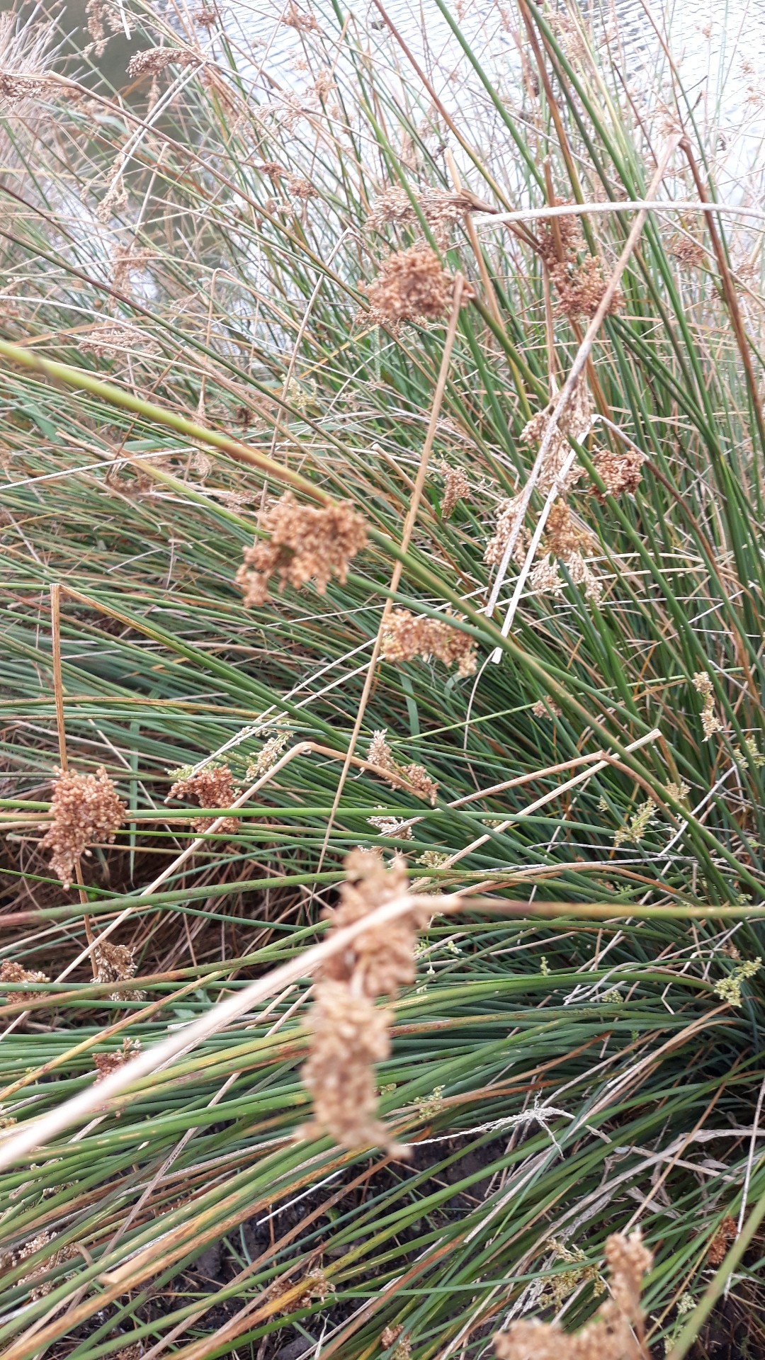 Juncus maritimus - PictureThis