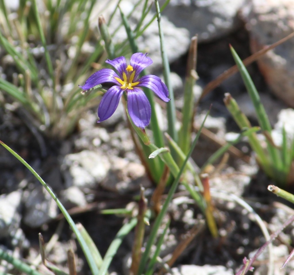 Sisyrinchium scabrum - PictureThis