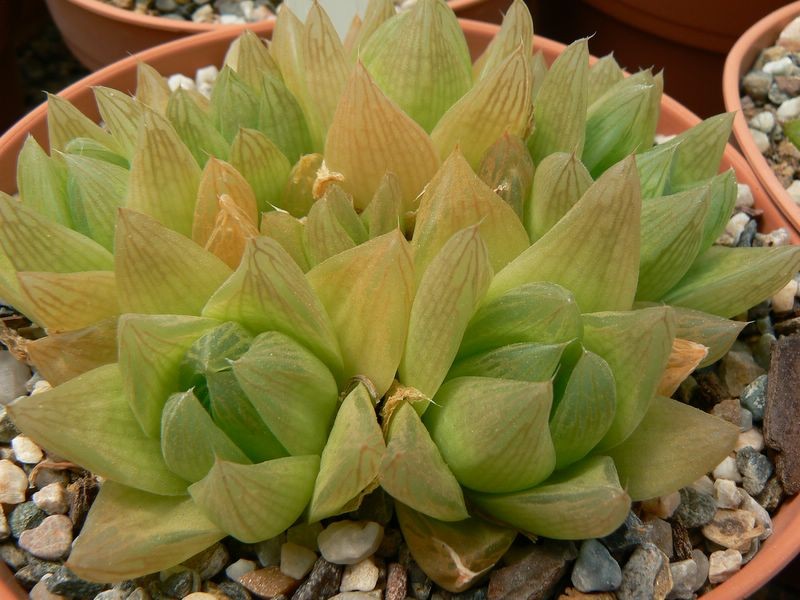 How to Plant and Grow Cathedral window haworthia(Haworthia cymbiformis)
