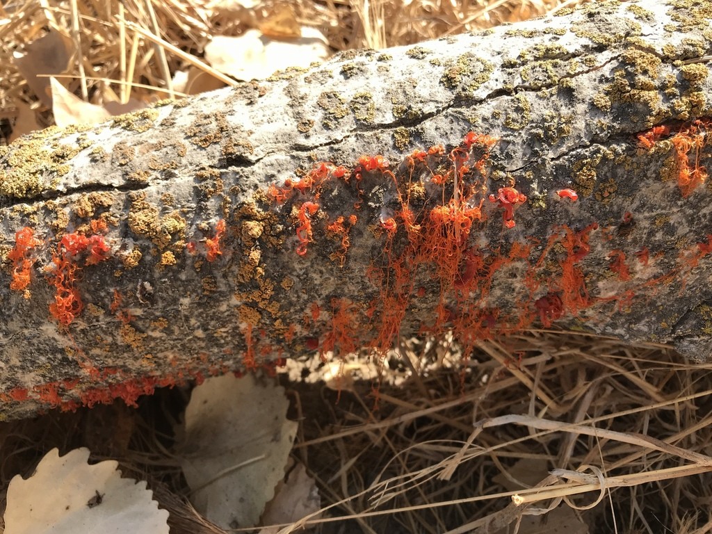 Picturethis - (Ascomycota) Ascomycota