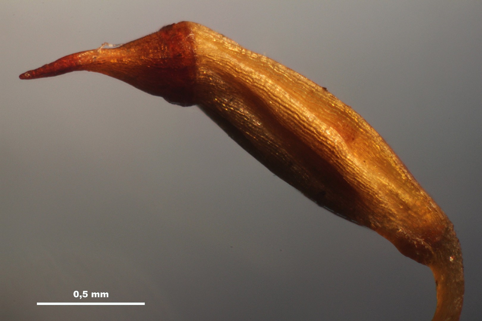 Heath star moss (Campylopus introflexus) Flower, Leaf, Care, Uses ...