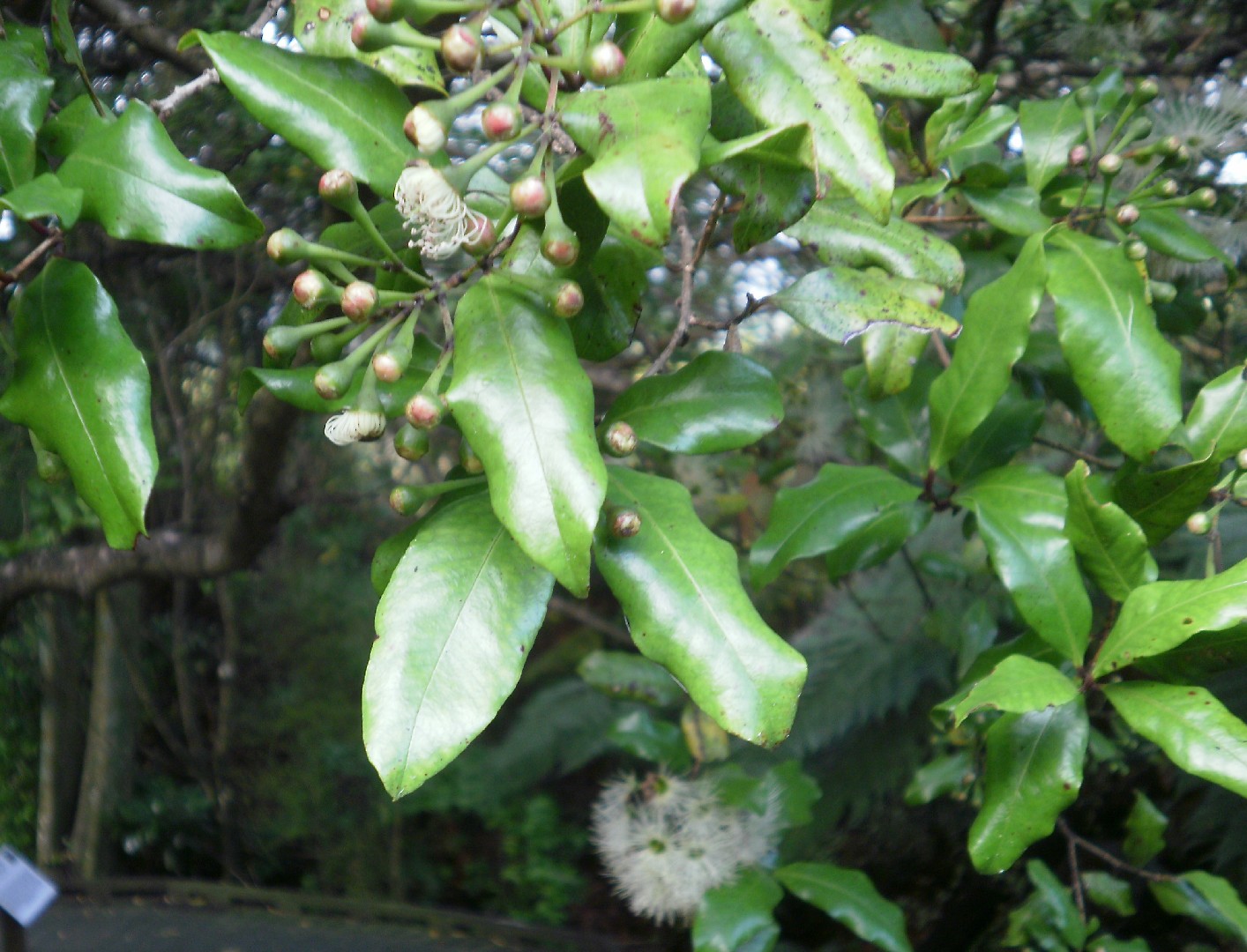 Swamp maire (Syzygium maire) Flower, Leaf, Care, Uses - PictureThis