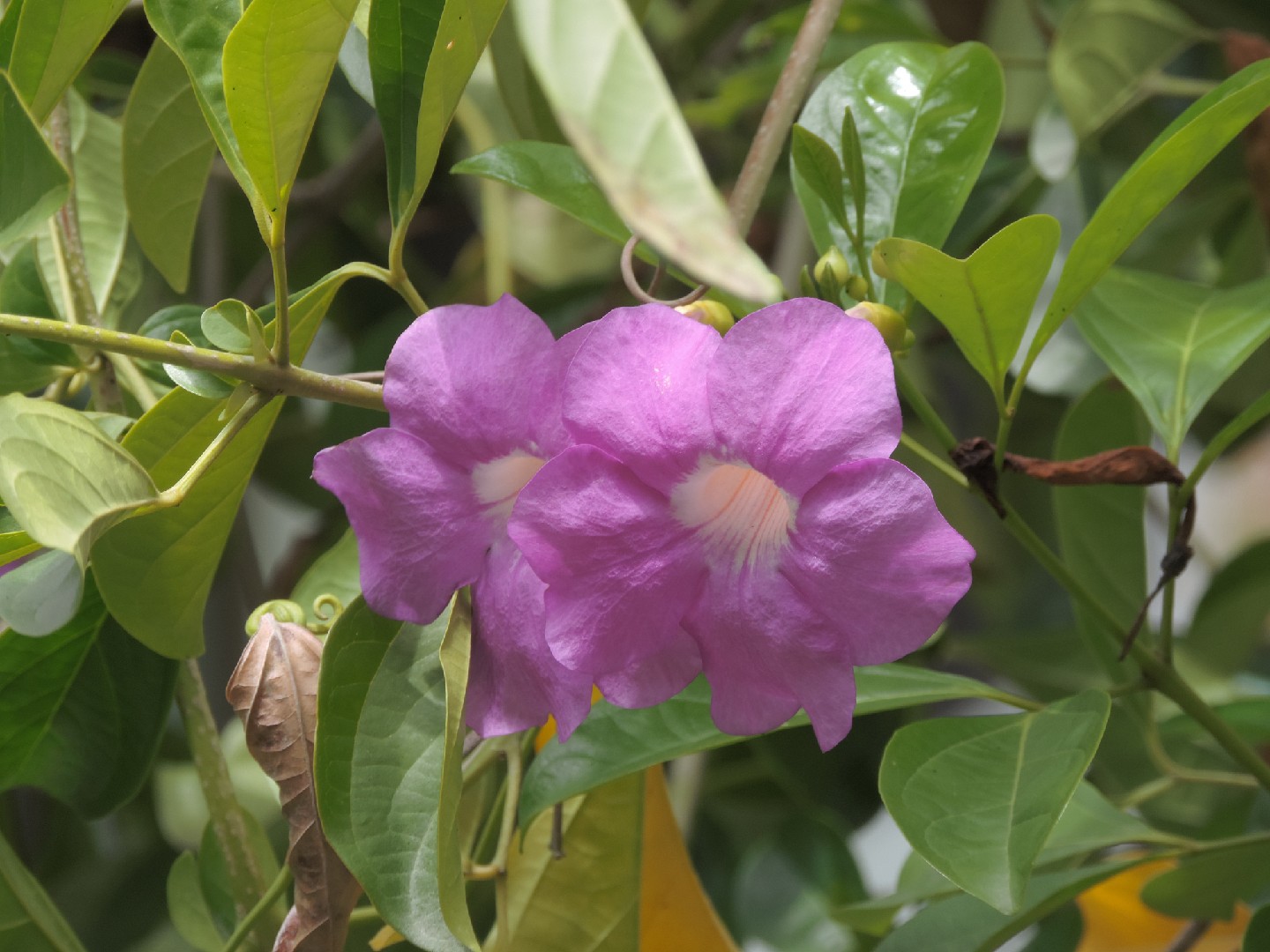 Viola magnifica - PictureThis