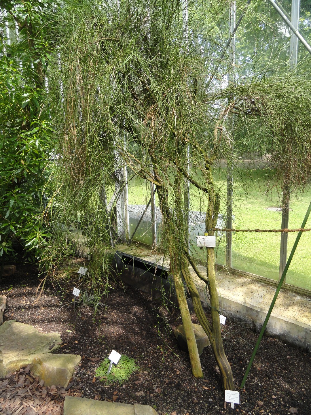 Carmichaelia australis 照顧，種植，繁殖，開花時間 - PictureThis