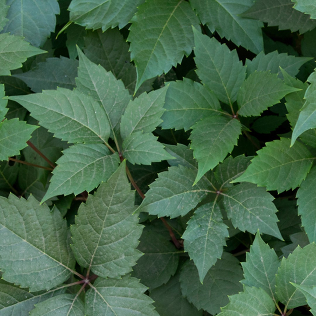 Vigne-vierge (Parthenocissus) - PictureThis