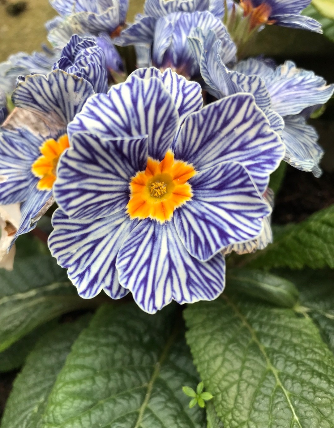 Blue Primrose Flower