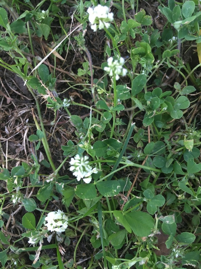 Trébol negro (Trifolium nigrescens) - PictureThis