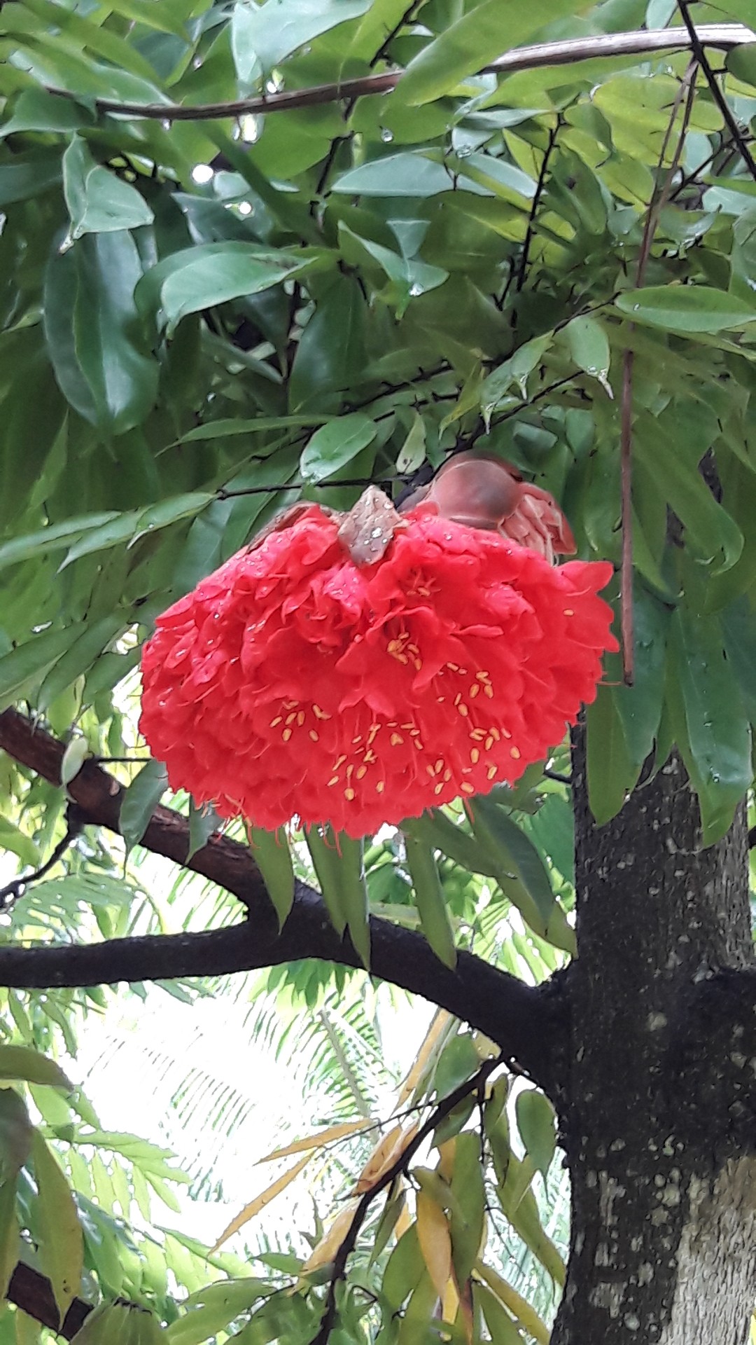 Brownea ariza - PictureThis
