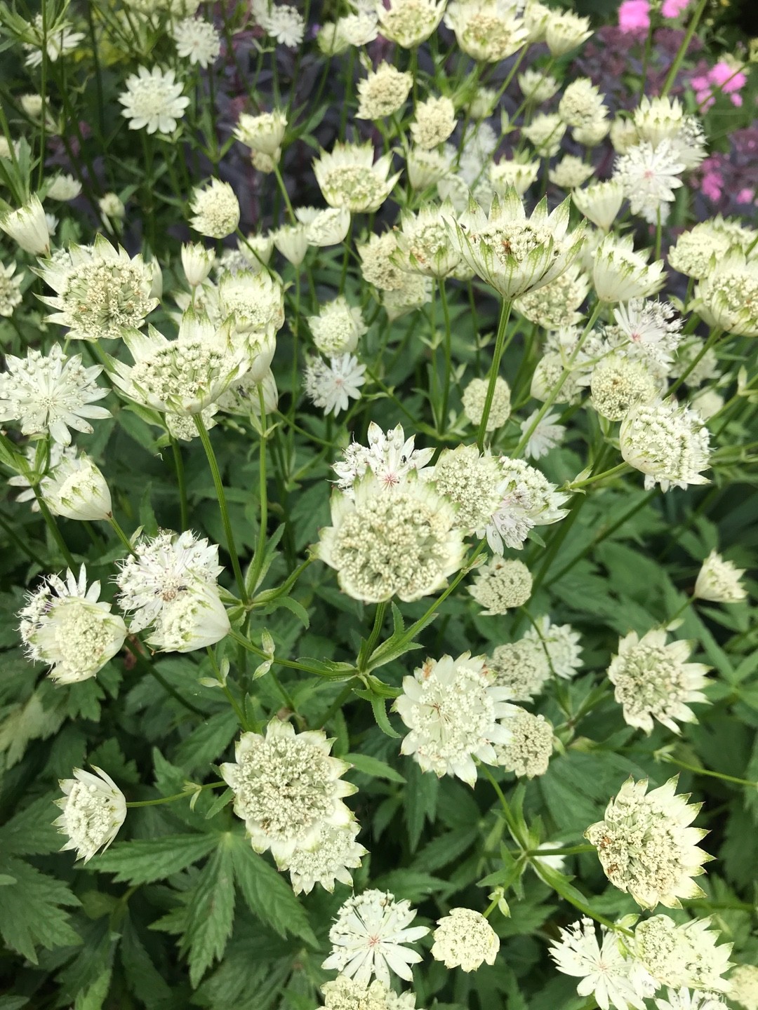 How to Grow and Care for Greater masterwort 'Alba'