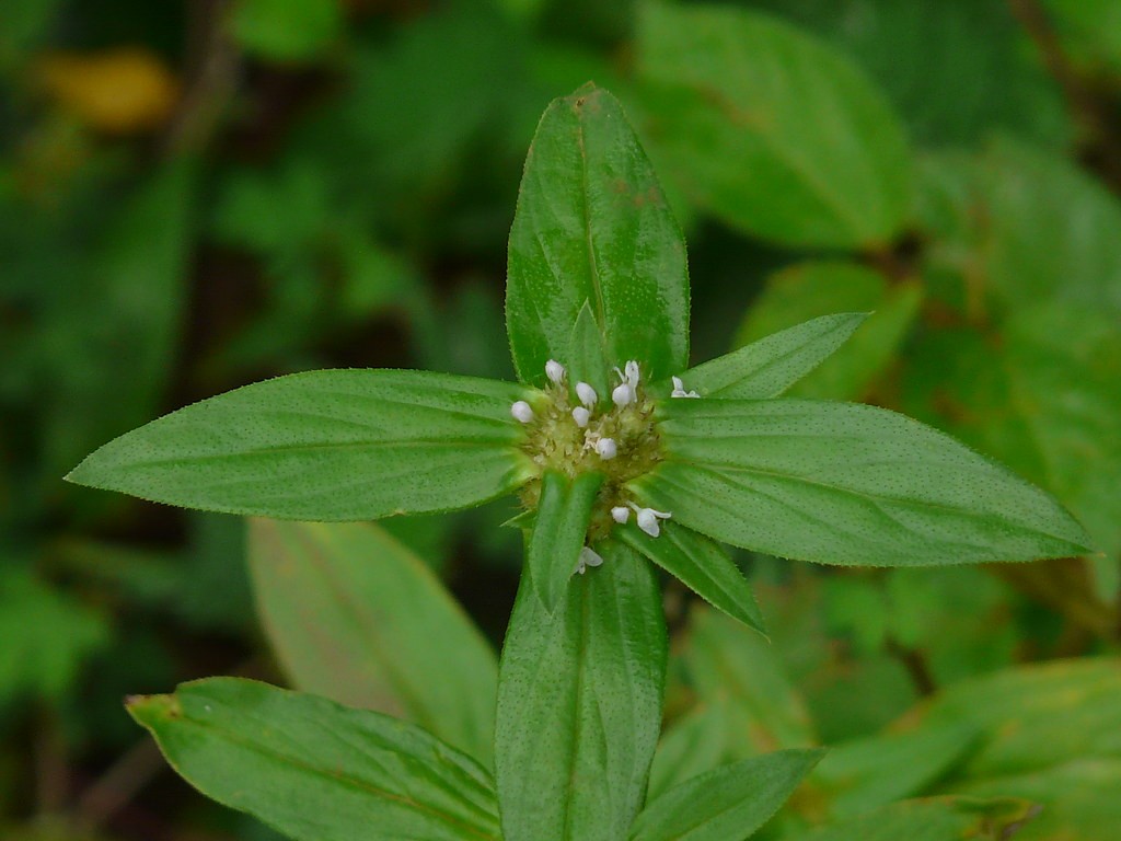 Spermacoce ocymoides - PictureThis