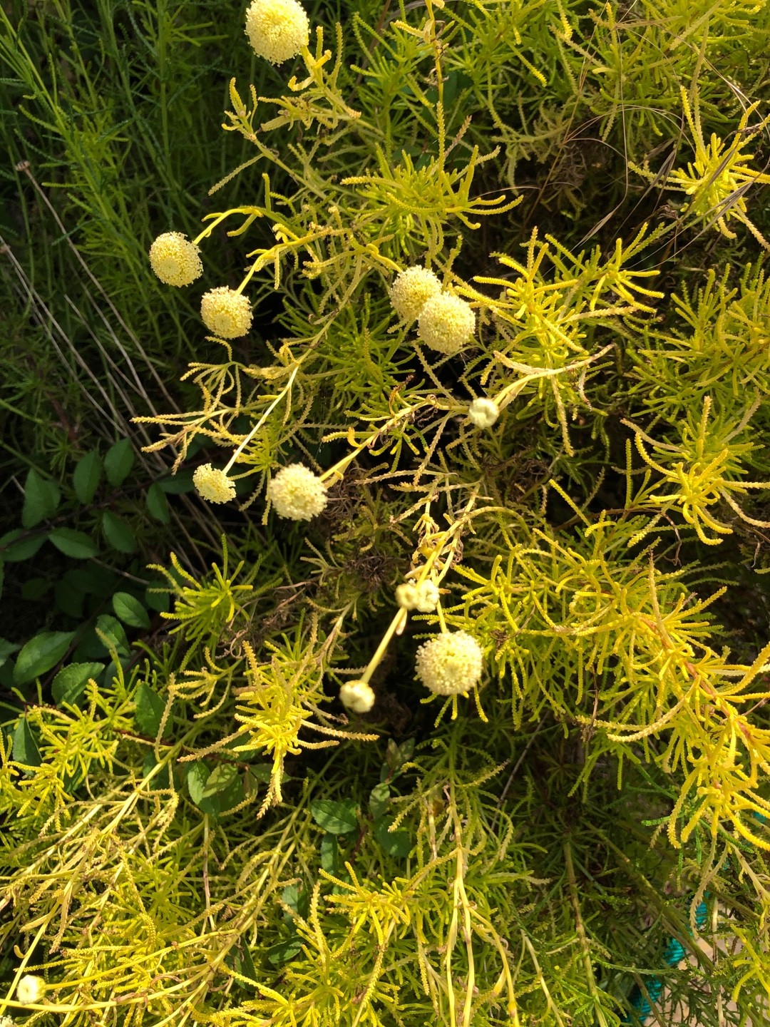 Santolina Care (Watering, Fertilize, Pruning, Propagation) - PictureThis