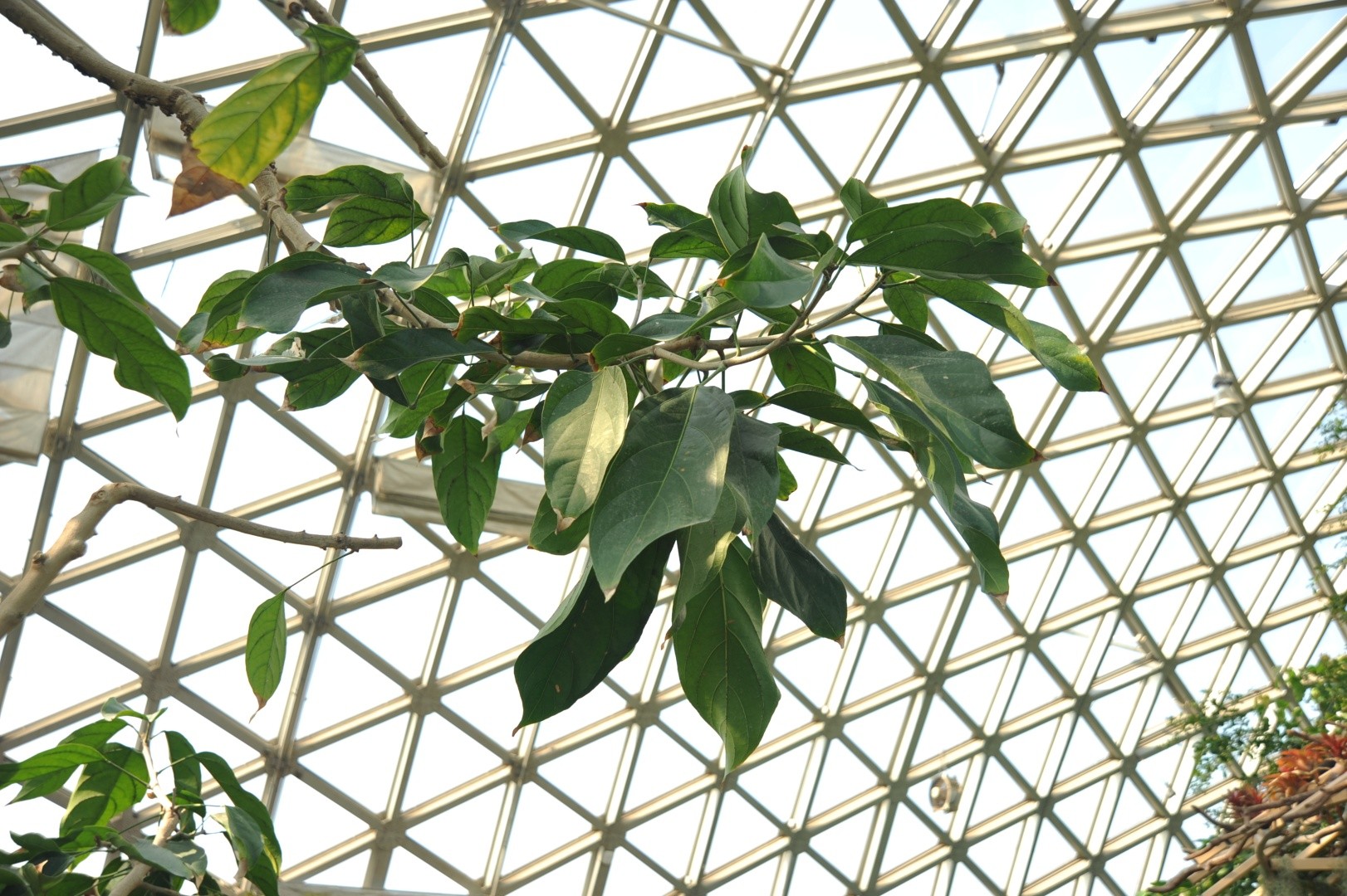 Scaphium scaphigerum Flower, Leaf, Care, Uses - PictureThis