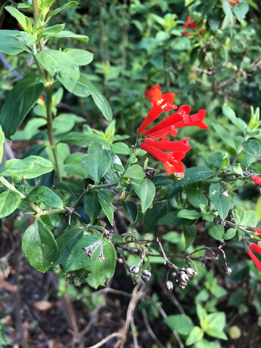 Clavillo (Bouvardia ternifolia) - PictureThis