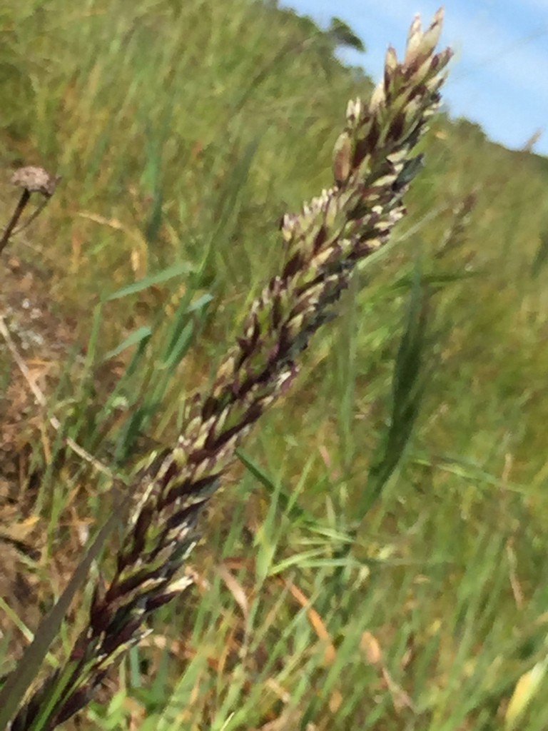 California melicgrass (Melica californica) Flower, Leaf, Care, Uses ...