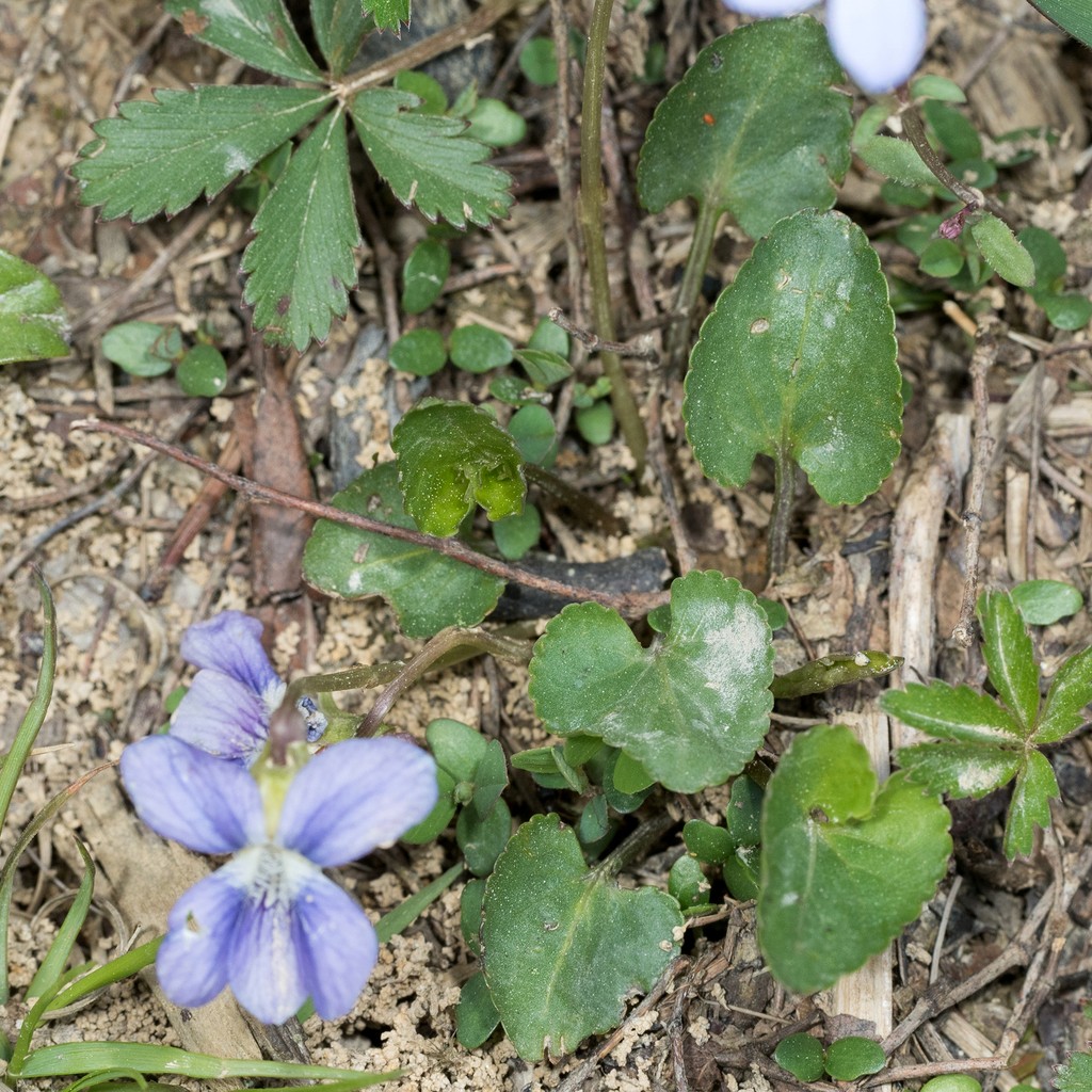 Viola cucullata - PictureThis