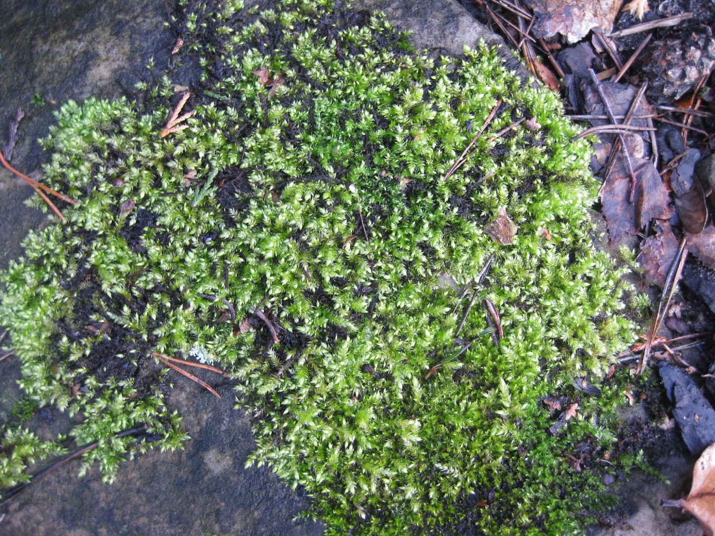 Brachythecium rutabulum - PictureThis